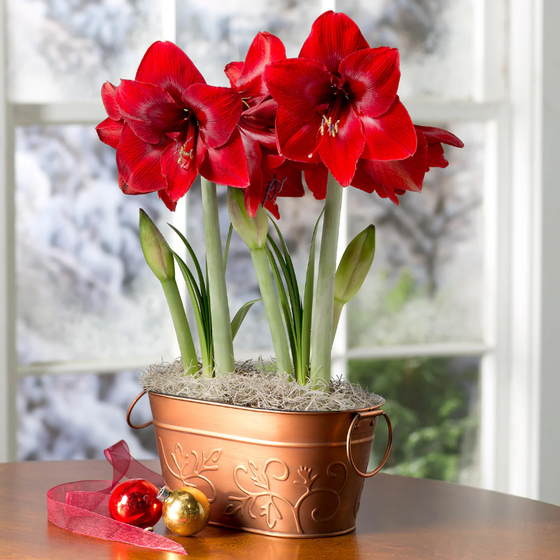 Bulb Gardens & Florals – Plow & Hearth