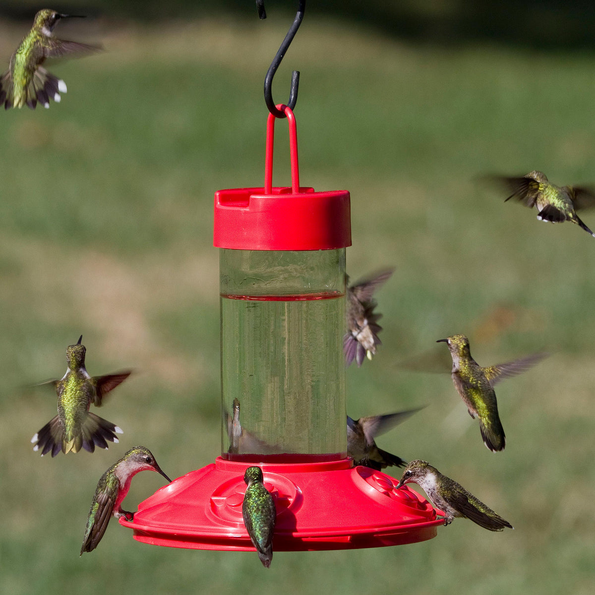 Dr. JB's 16-Ounce Dishwasher-Safe Hummingbird Feeder – Plow & Hearth