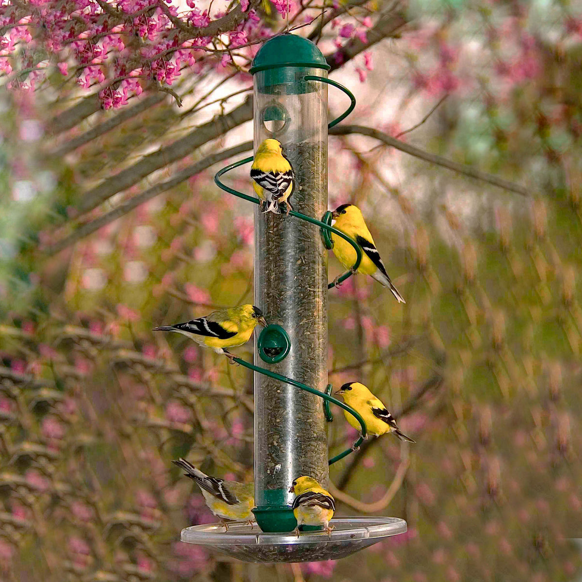 Green Spiral-Perch Finch Bird Feeder – Plow & Hearth