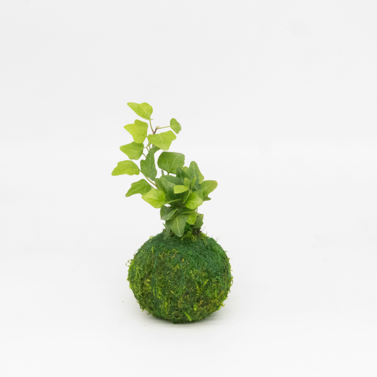Mini Kokedama | Moss Ball Kokedamas – Plow & Hearth