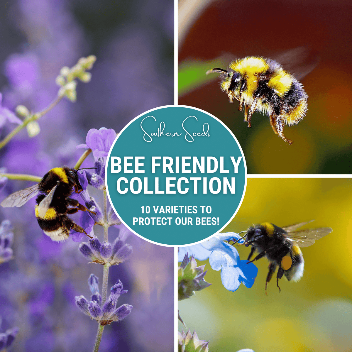 Bee Friendly Collection – 10 Flower Varieties – Plow & Hearth